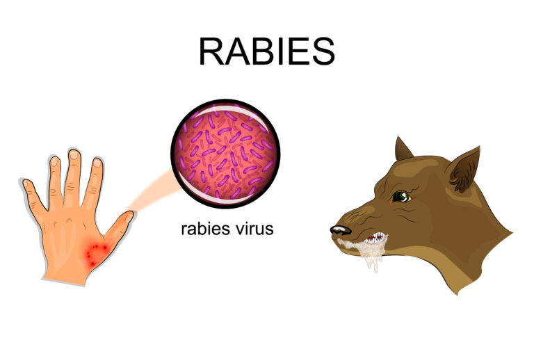 Rabies and how this deadly infection it affects humans and animals