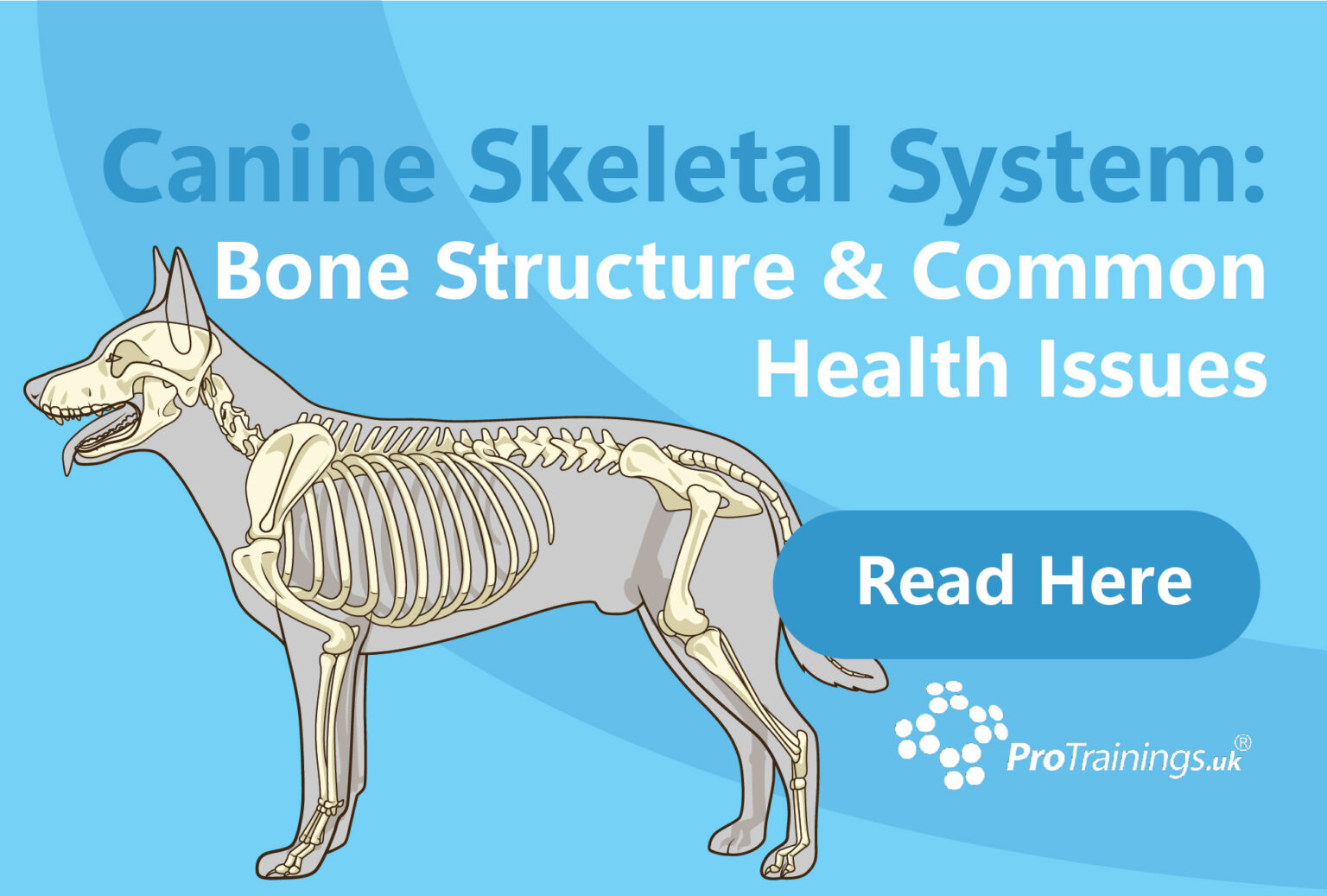 Canine Skeletal System: Bone Structure & Common Health Issues