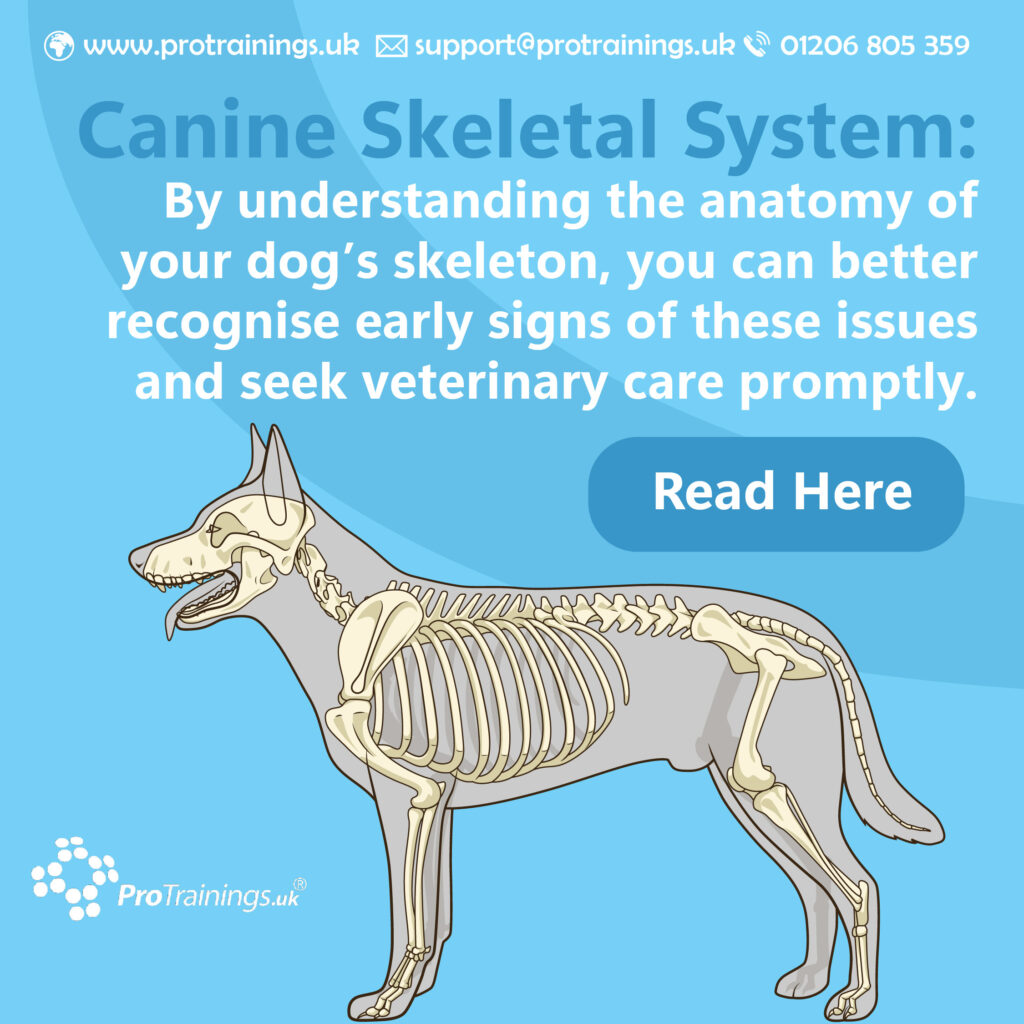 Canine Skeletal System: Bone Structure & Common Health Issues
