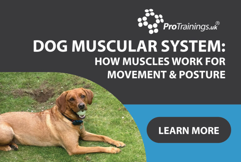 Dog Muscular System: How Muscles Work for Movement & Posture