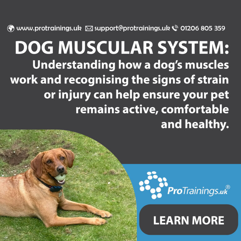 Dog Muscular System: How Muscles Work for Movement & Posture