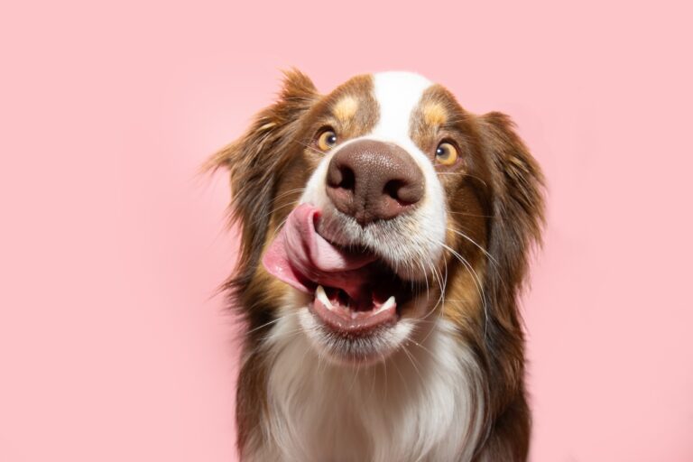 Dog Heart Health: Circulatory System & Common Heart Conditions